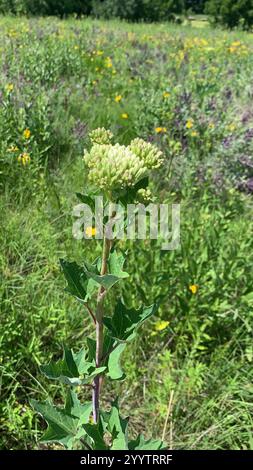 pale Indian plantain (Arnoglossum atriplicifolium) Plantae Stock Photo ...