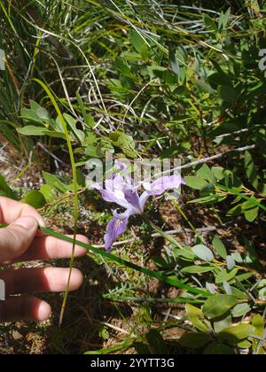 (Iris × thompsonii Stock Photo - Alamy