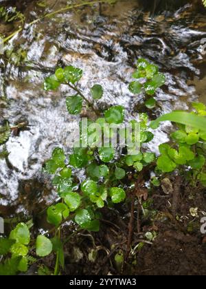 Pacific golden-saxifrage (Chrysosplenium glechomifolium Stock Photo - Alamy