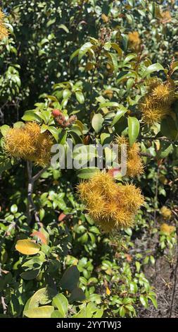 Golden chinquapin (Chrysolepis chrysophylla Stock Photo - Alamy