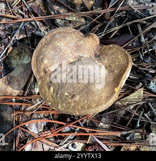 spotted bolete (Xanthoconium affine Stock Photo - Alamy