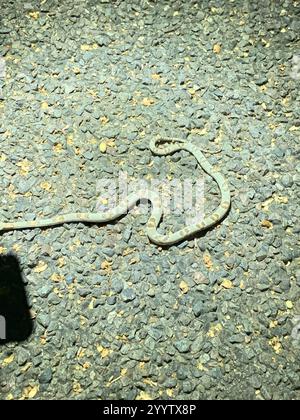 Sonoran Lyre Snake (Trimorphodon lambda Stock Photo - Alamy