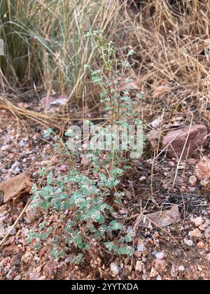 red-gland spurge (Euphorbia melanadenia Stock Photo - Alamy