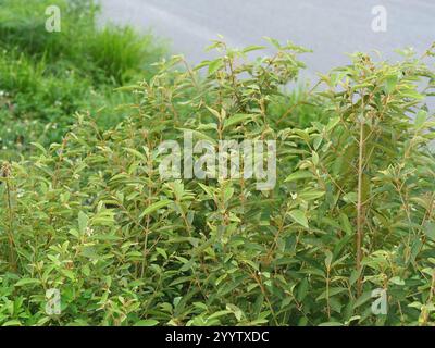 (Callicarpa formosana formosana Stock Photo - Alamy