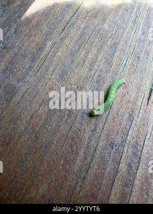 Veiled Ear Moth (Loscopia velata Stock Photo - Alamy