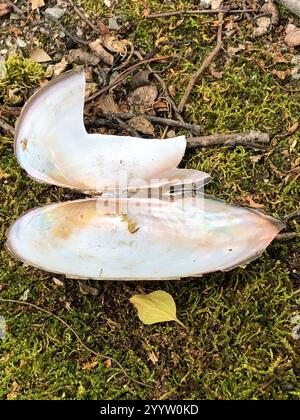 Eastern Floater (Pyganodon cataracta Stock Photo - Alamy