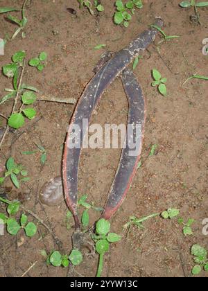 African locust bean (Parkia biglobosa Stock Photo - Alamy
