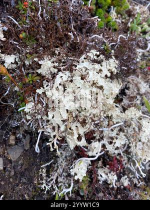 Snow Lichens (Flavocetraria Stock Photo - Alamy