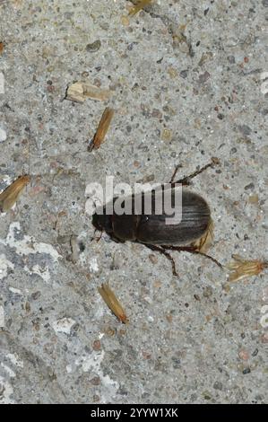May Beetles (Phyllophaga Stock Photo - Alamy