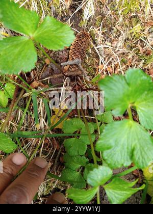 Scots Lovage (Ligusticum scothicum Stock Photo - Alamy