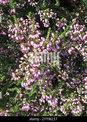 Autumn Heather (Erica manipuliflora Stock Photo - Alamy