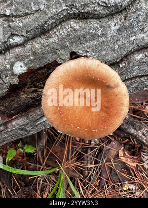 American shitake (Lentinula raphanica Stock Photo - Alamy
