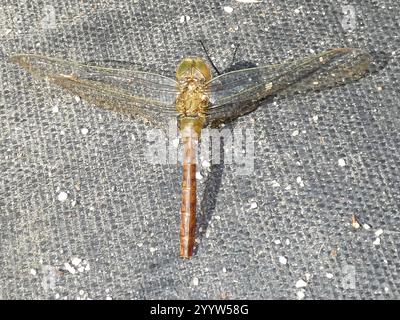 Comet Darner (Anax longipes Stock Photo - Alamy