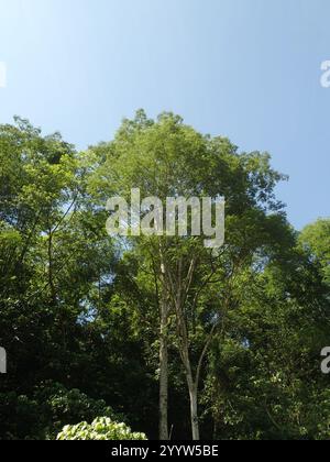 Molucca Albizia (Falcataria falcata Stock Photo - Alamy