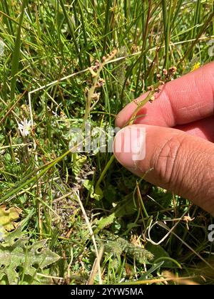 little grapefern (Botrychium simplex Stock Photo - Alamy