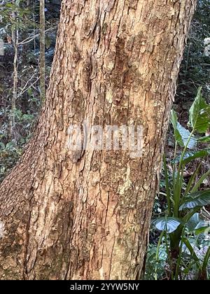 Australian Red Cedar (Toona ciliata Stock Photo - Alamy