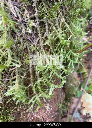 Douglas' Neckera Moss (Neckera douglasii Stock Photo - Alamy