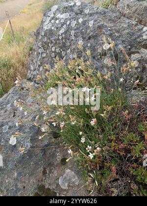 Douglas' Catchfly (Silene douglasii Stock Photo - Alamy