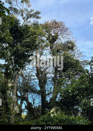 Giant Stinging Tree (Dendrocnide excelsa Stock Photo - Alamy