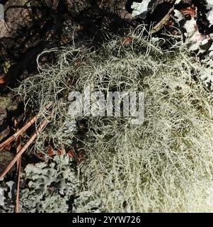Fishbone Beard Lichen (Usnea dasopoga) Fungi Stock Photo - Alamy