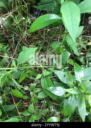 Pursh's ruellia (Ruellia purshiana Stock Photo - Alamy