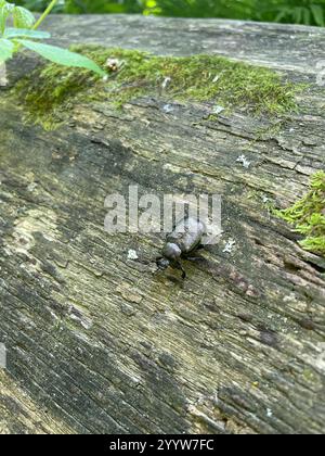 Rough Hermit Beetle (Osmoderma scabra) Insecta Stock Photo - Alamy