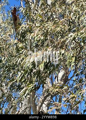 river redgum (Eucalyptus camaldulensis Stock Photo - Alamy