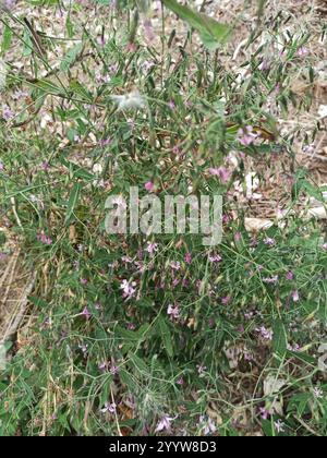 purple lettuce (Prenanthes purpurea Stock Photo - Alamy