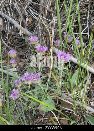 mountain coyote mint (Monardella odoratissima) Plantae Stock Photo - Alamy