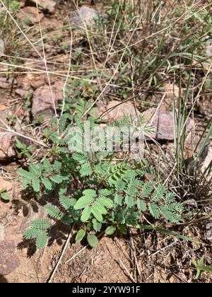 Prairie Acacia, Acacia angustissima Stock Photo - Alamy