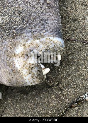 Finescale Triggerfish (Balistes polylepis Stock Photo - Alamy