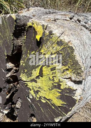 Common Gold-dust (Chrysothrix xanthina Stock Photo - Alamy