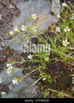 alpine sandwort (Cherleria obtusiloba Stock Photo - Alamy