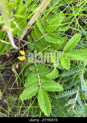 Tall Cinquefoil (Drymocallis arguta Stock Photo - Alamy