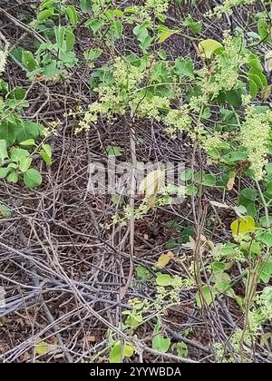 salt bush (Cryptocarpus pyriformis Stock Photo - Alamy