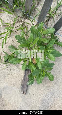 American searocket (Cakile edentula Stock Photo - Alamy