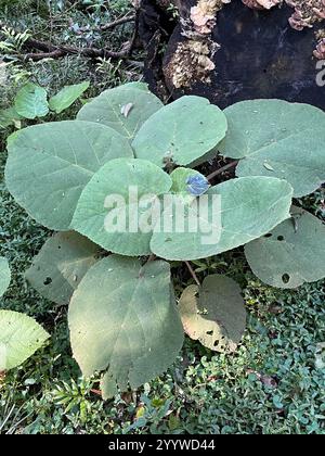 Giant Stinging Tree (Dendrocnide excelsa Stock Photo - Alamy