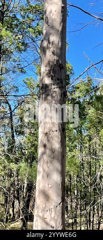 Smooth-barked Apple (Angophora leiocarpa Stock Photo - Alamy