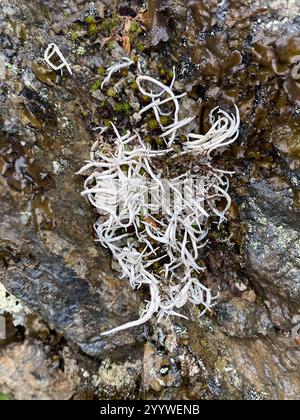 Whiteworm Lichen (Thamnolia vermicularis Stock Photo - Alamy