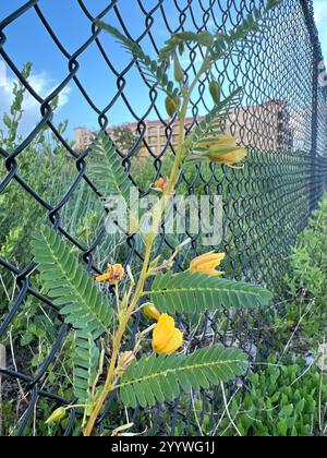 Common Partridge Pea (Chamaecrista fasciculata fasciculata Stock Photo ...