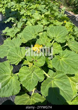 Yellow Unicorn-plant (Ibicella lutea Stock Photo - Alamy