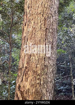 Australian Red Cedar (Toona ciliata Stock Photo - Alamy