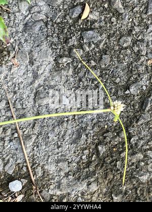 soft sedge (Cyperus dubius Stock Photo - Alamy