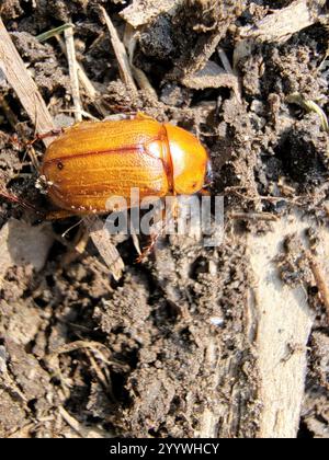 Masked Chafers (Cyclocephala Stock Photo - Alamy