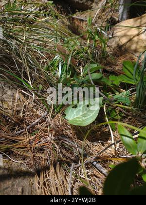 brook wakerobin (Pseudotrillium rivale Stock Photo - Alamy