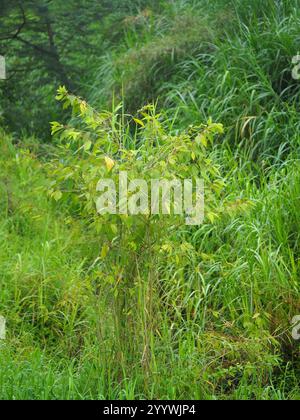 (Callicarpa formosana formosana Stock Photo - Alamy