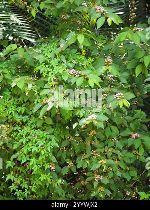 (Callicarpa formosana formosana Stock Photo - Alamy