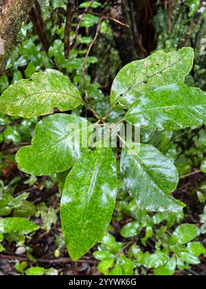 Kanono (Coprosma grandifolia Stock Photo - Alamy