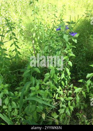 Blue Waterleaf, Hydrolea ovata Stock Photo - Alamy