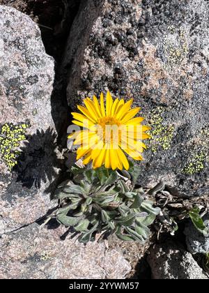 Alpine Yellow Fleabane (Erigeron aureus Stock Photo - Alamy